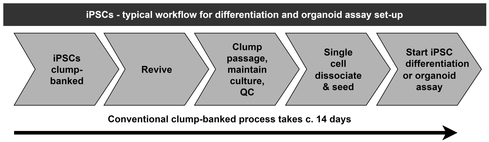 SEED & GO: iPSCs - Cellected